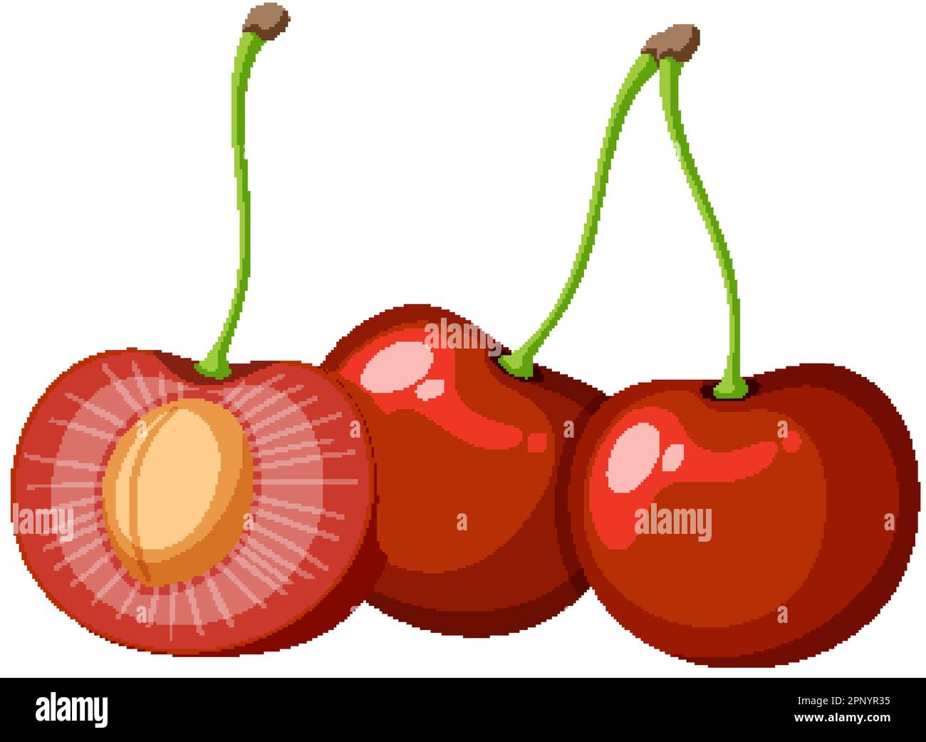 Red Cherry Cross-Section Vector illustration Stock Vector Image & Art ...