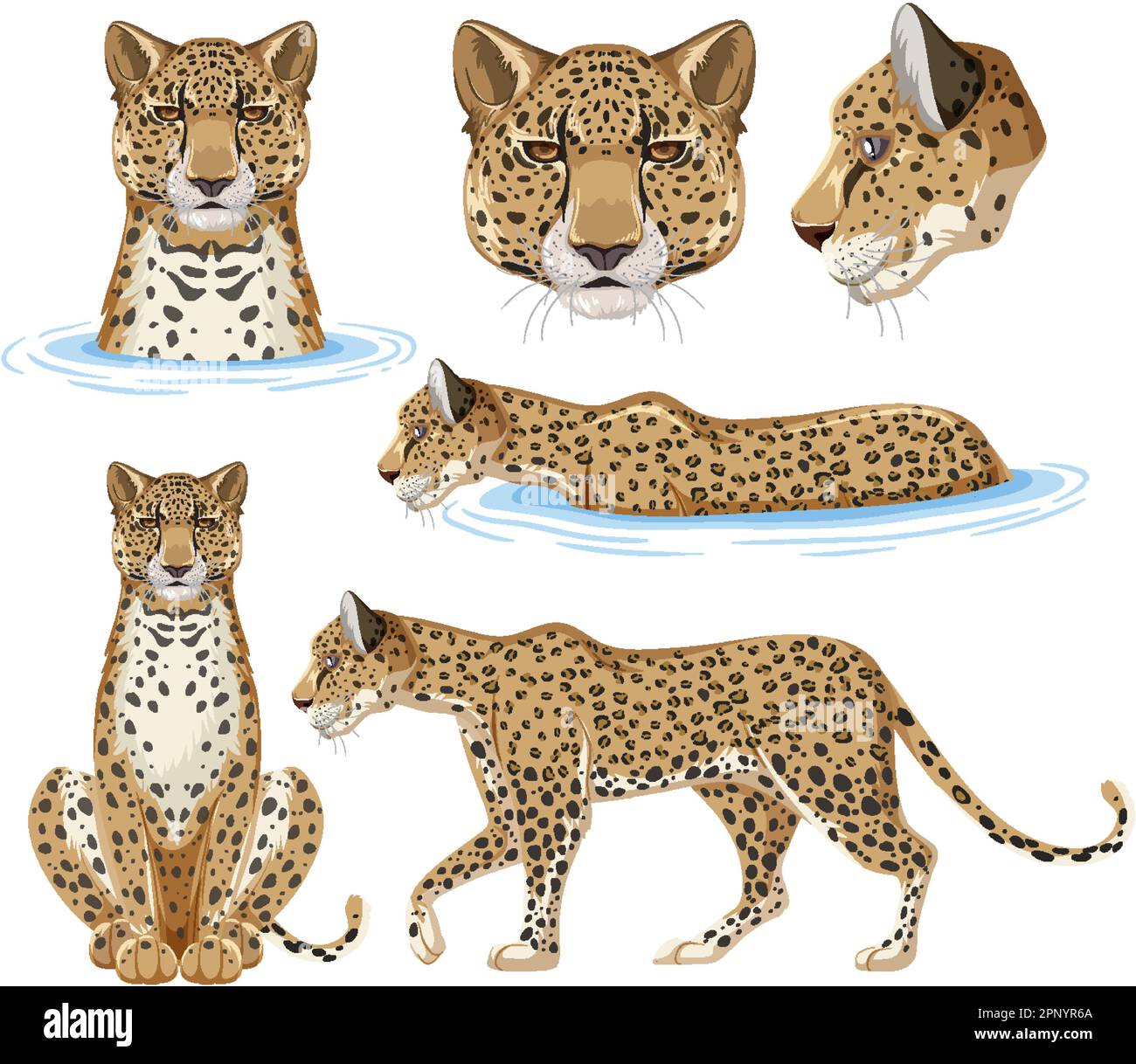 Set of Cheetah Wildlife Animals illustration Stock Vector Image & Art ...