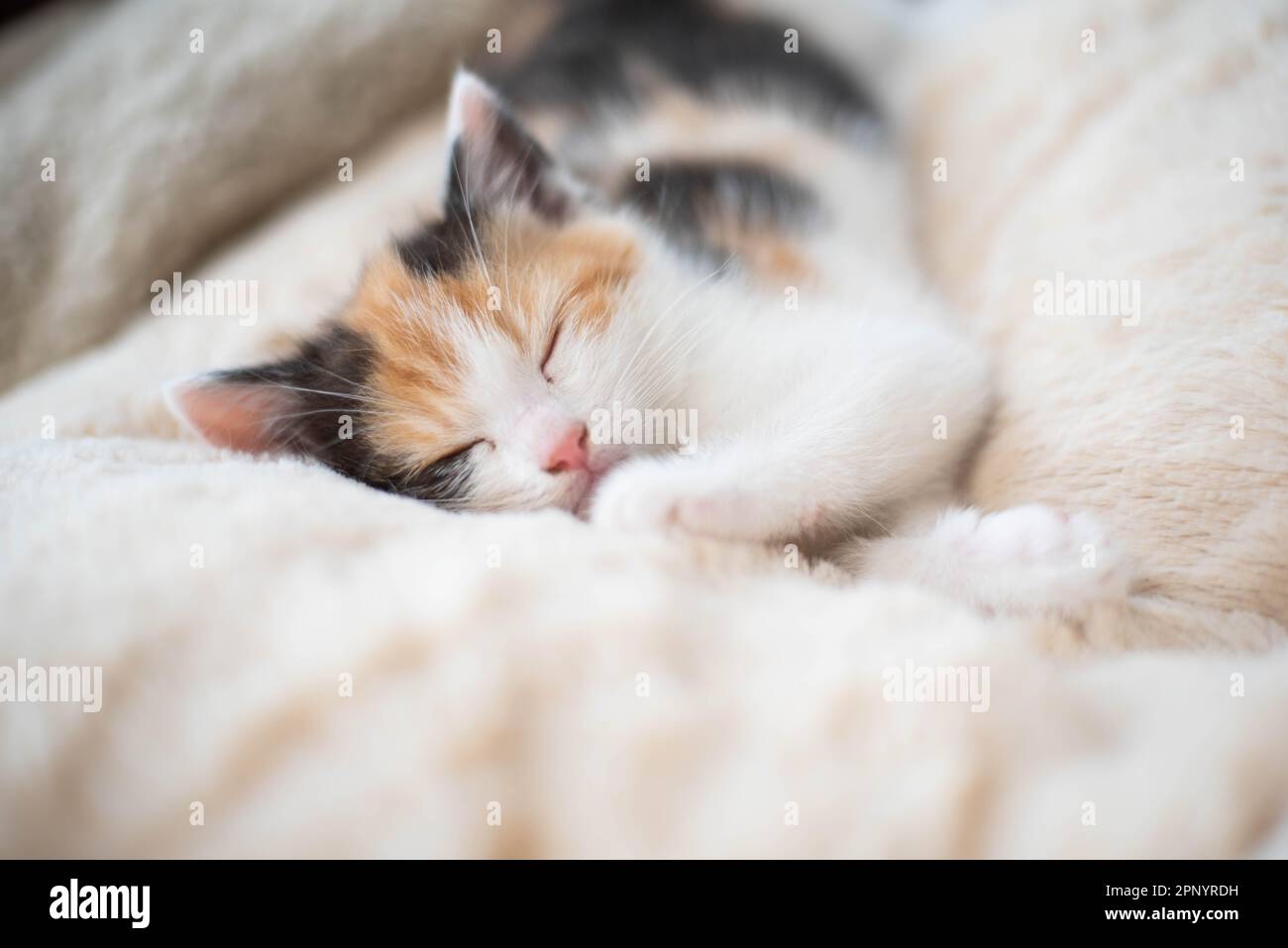 very cute red kitten with blue eyes walking on spring green grass full ...