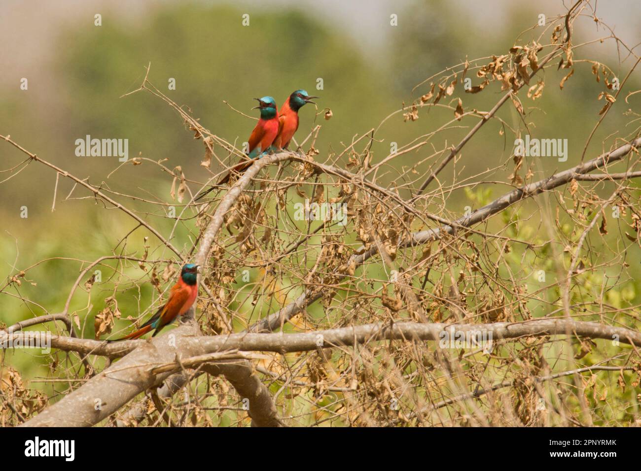 Northern Carmine Bee-eater (Merops nubicus Stock Photo - Alamy