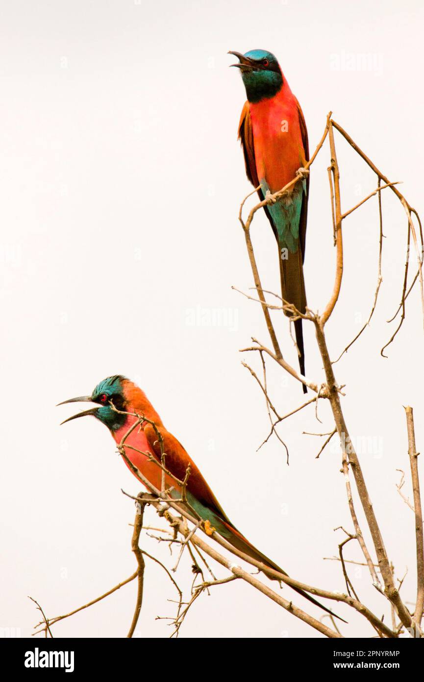 Merops nubicus hi-res stock photography and images - Alamy