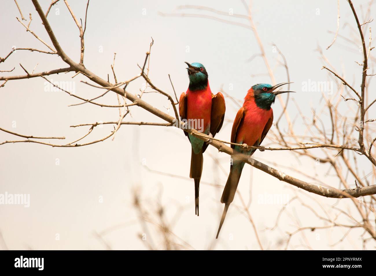 Northern Carmine Bee-eater (Merops nubicus Stock Photo - Alamy