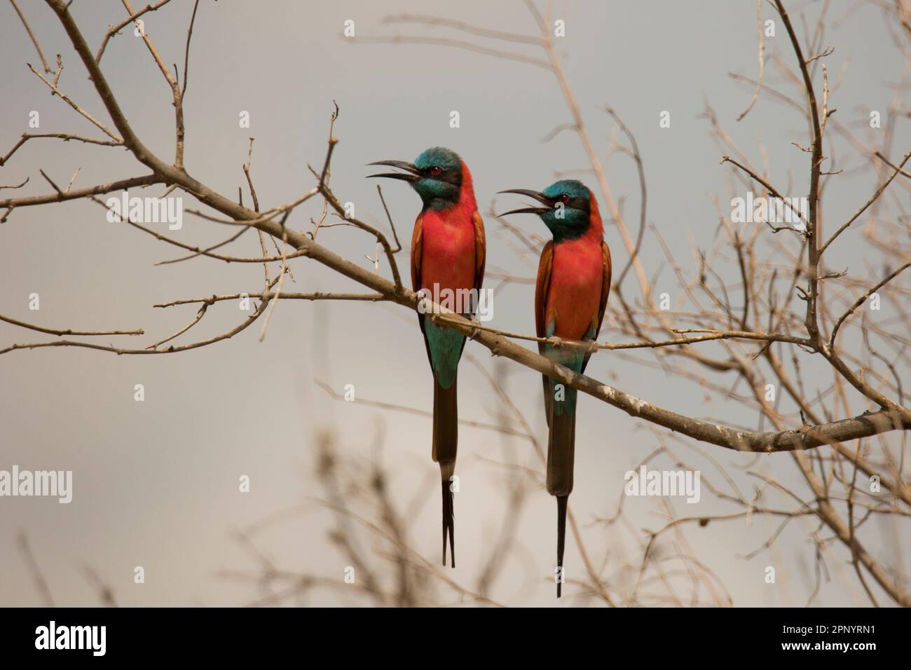 Northern Carmine Bee-eater (Merops nubicus Stock Photo - Alamy