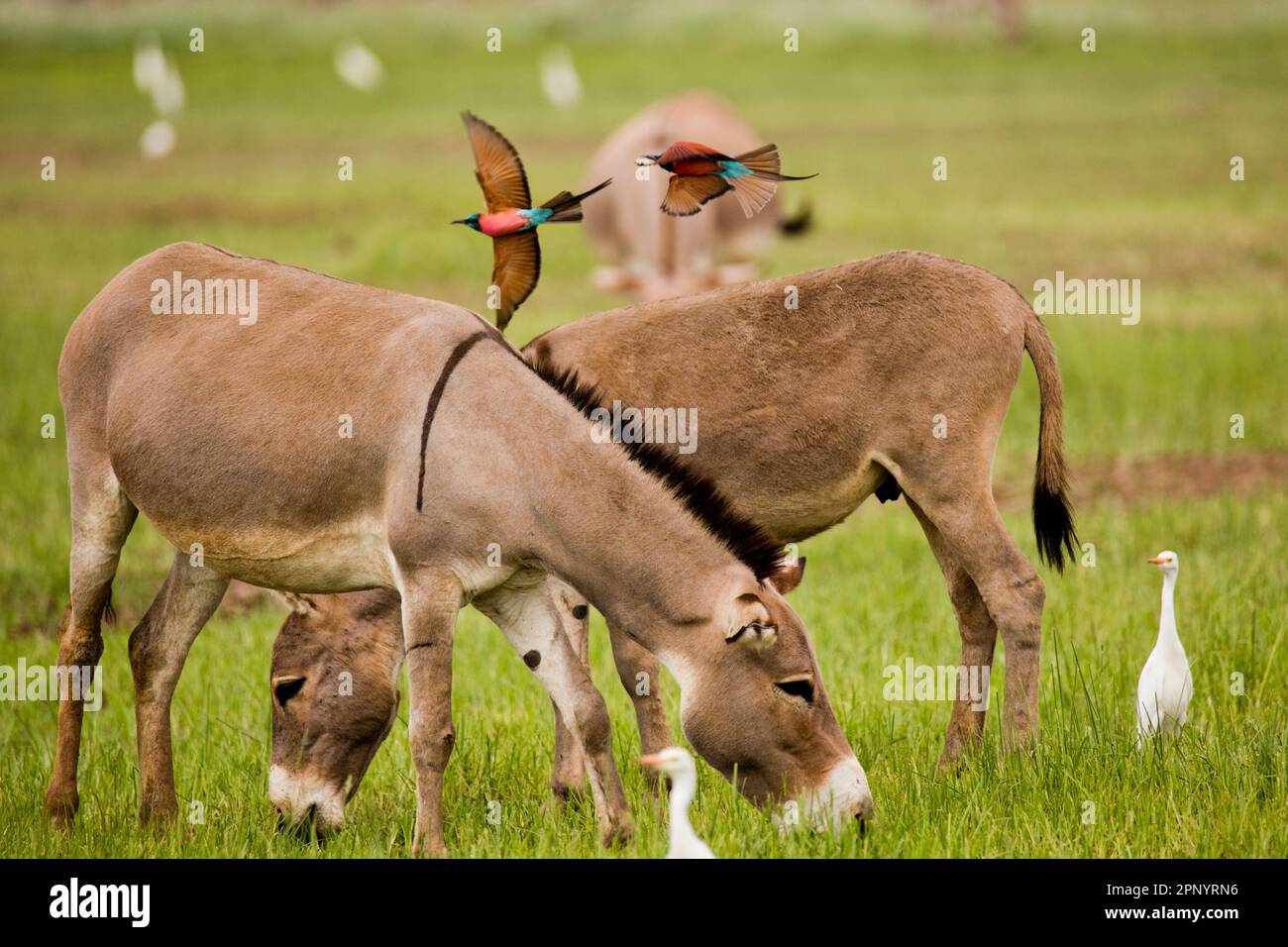 Northern Carmine Bee-Eater (Merops nubicoides) Standing on a donkey as ...