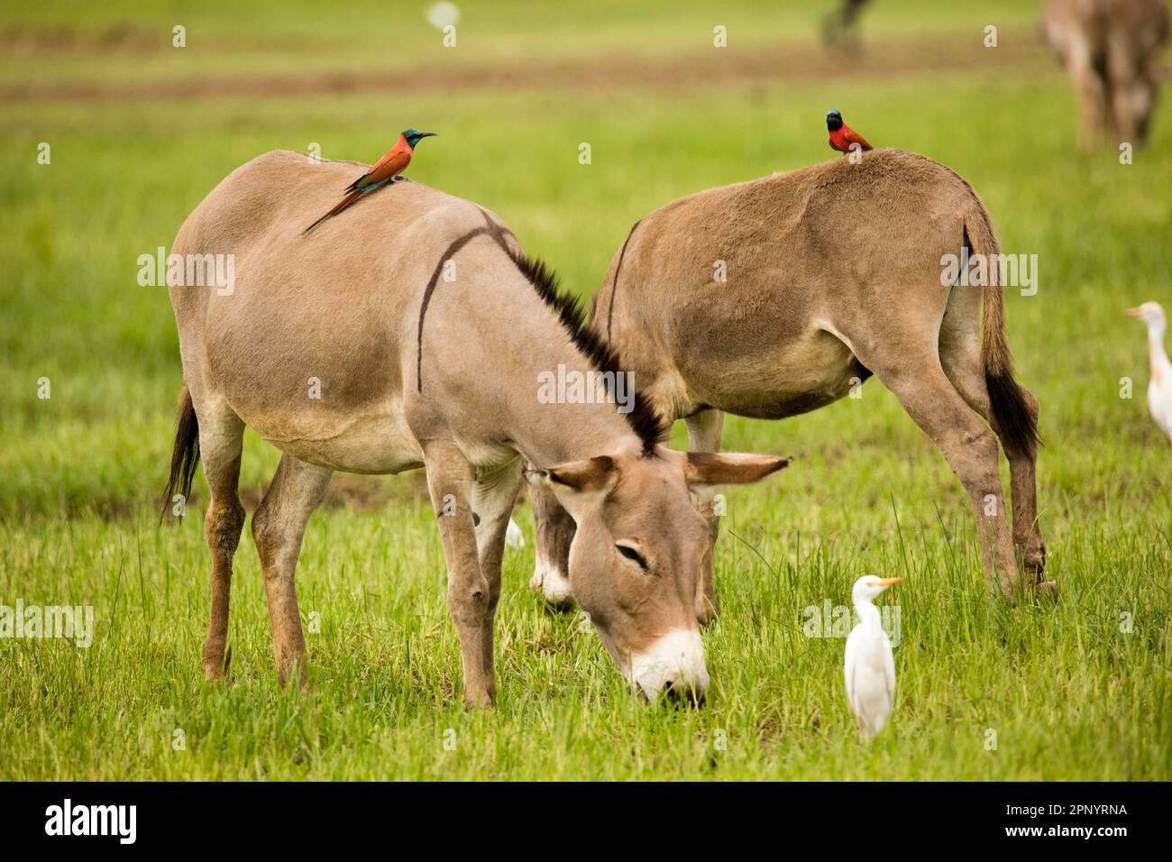 donkey eating grass Northern Carmine Bee-Eater (Merops nubicoides ...