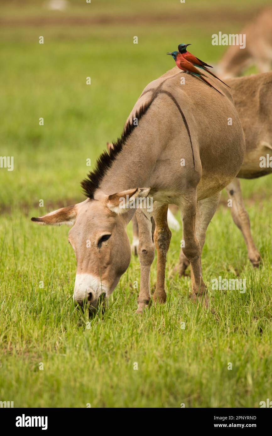 donkey eating grass Northern Carmine Bee-Eater (Merops nubicoides ...