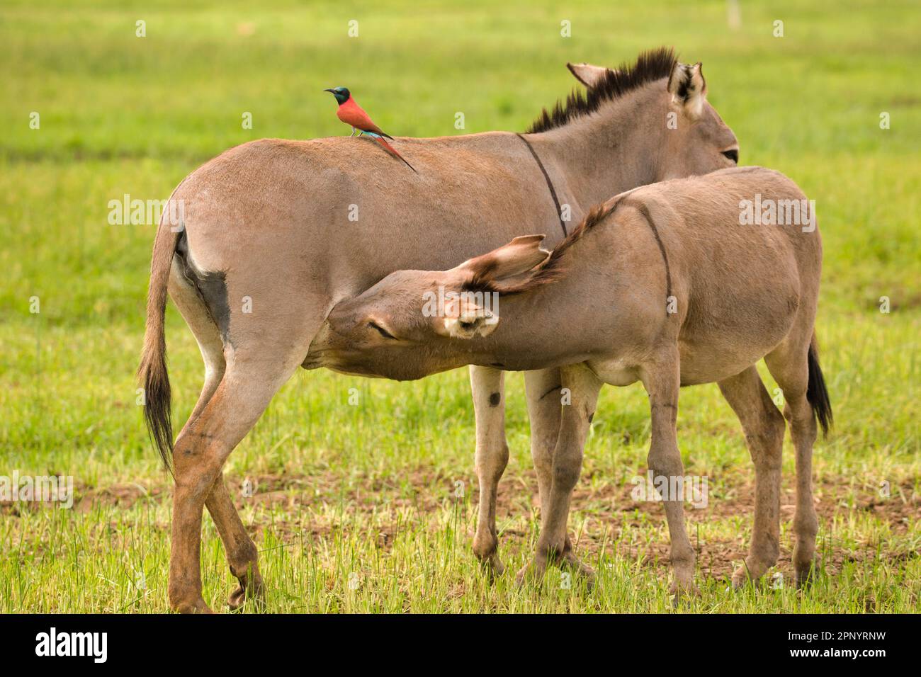 Beautiful young donkey standing hi-res stock photography and images - Alamy