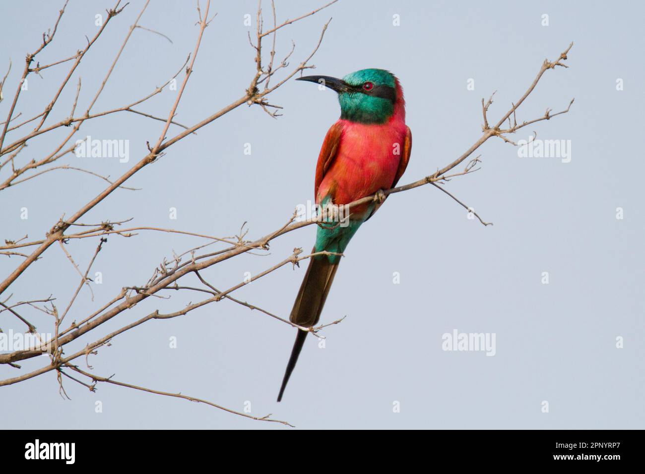 Northern Carmine Bee-eater (Merops nubicus Stock Photo - Alamy