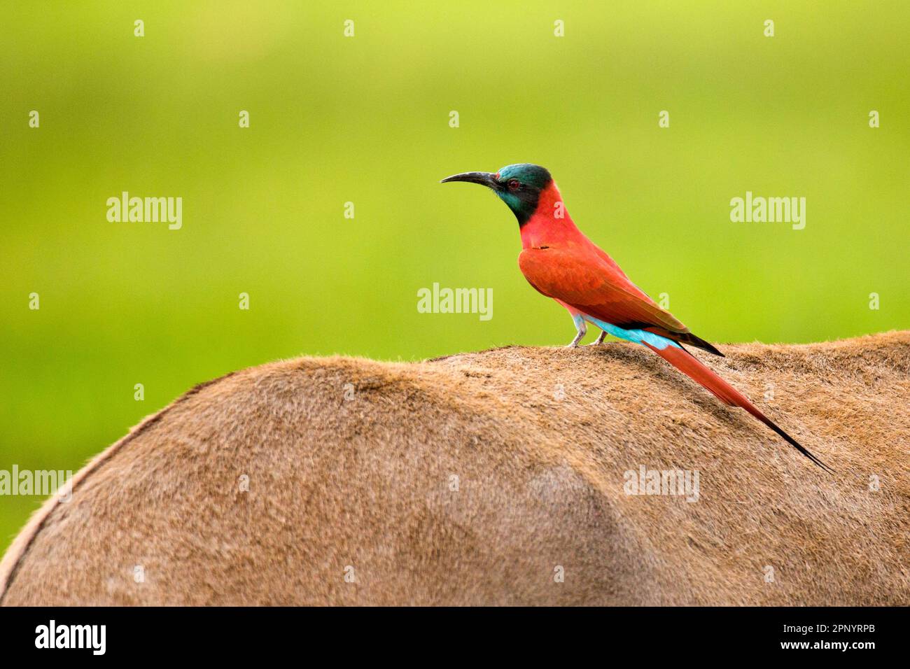 Northern Carmine Bee-Eater (Merops nubicoides) Standing on a donkey as ...