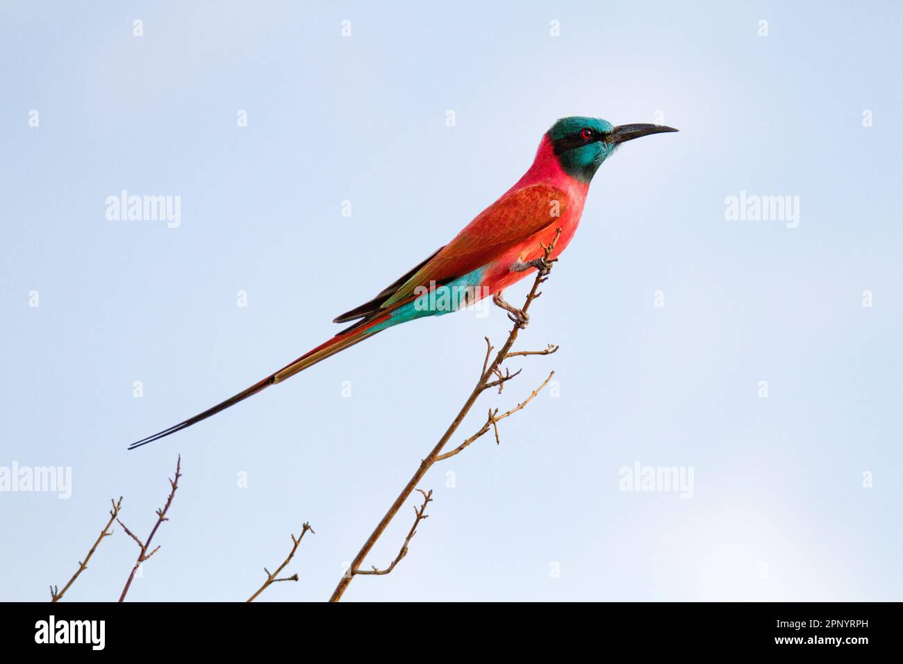 Northern Carmine Bee-eater (Merops nubicus Stock Photo - Alamy
