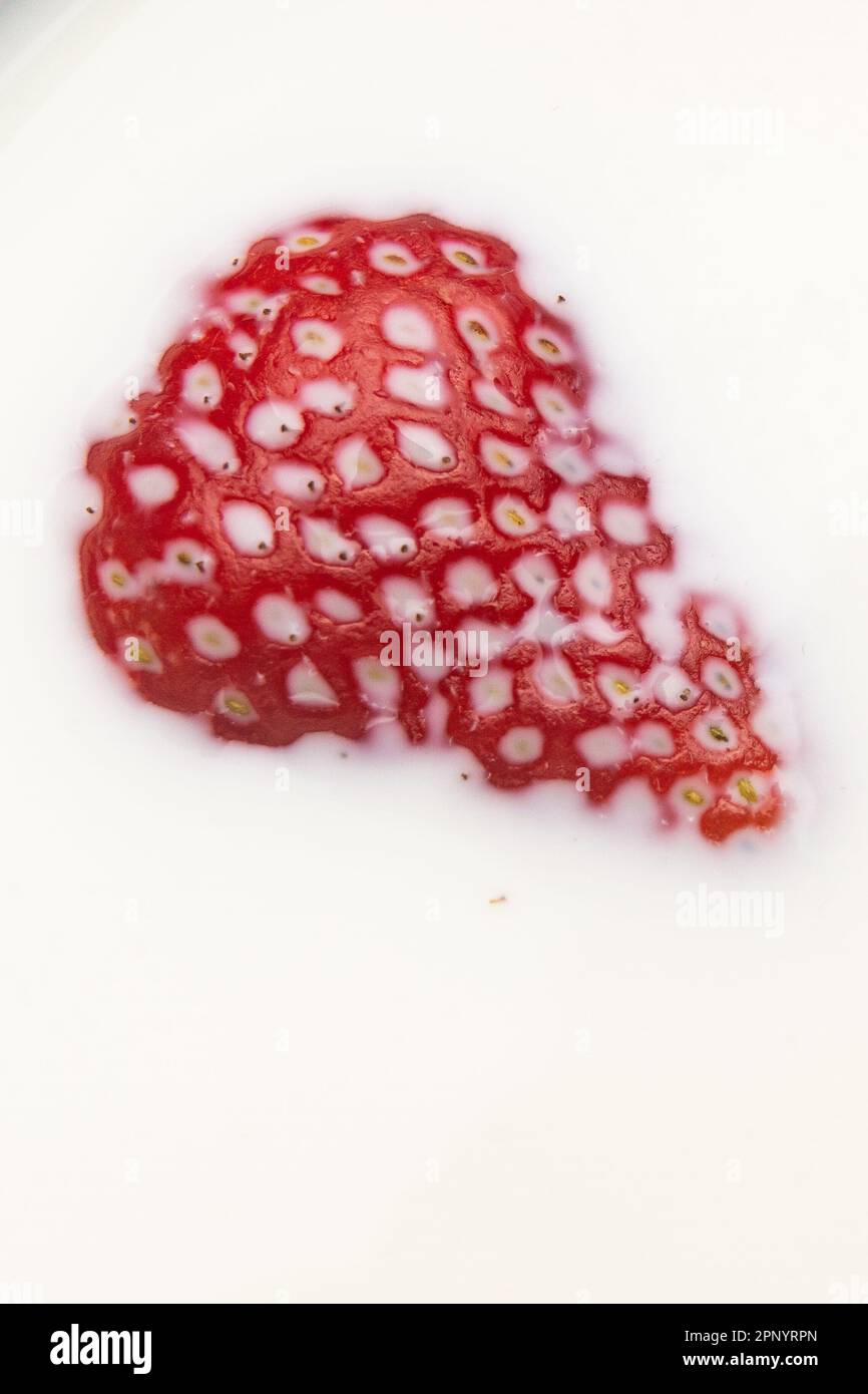 Strawberries are floating in milk. Highlighted on a white background ...