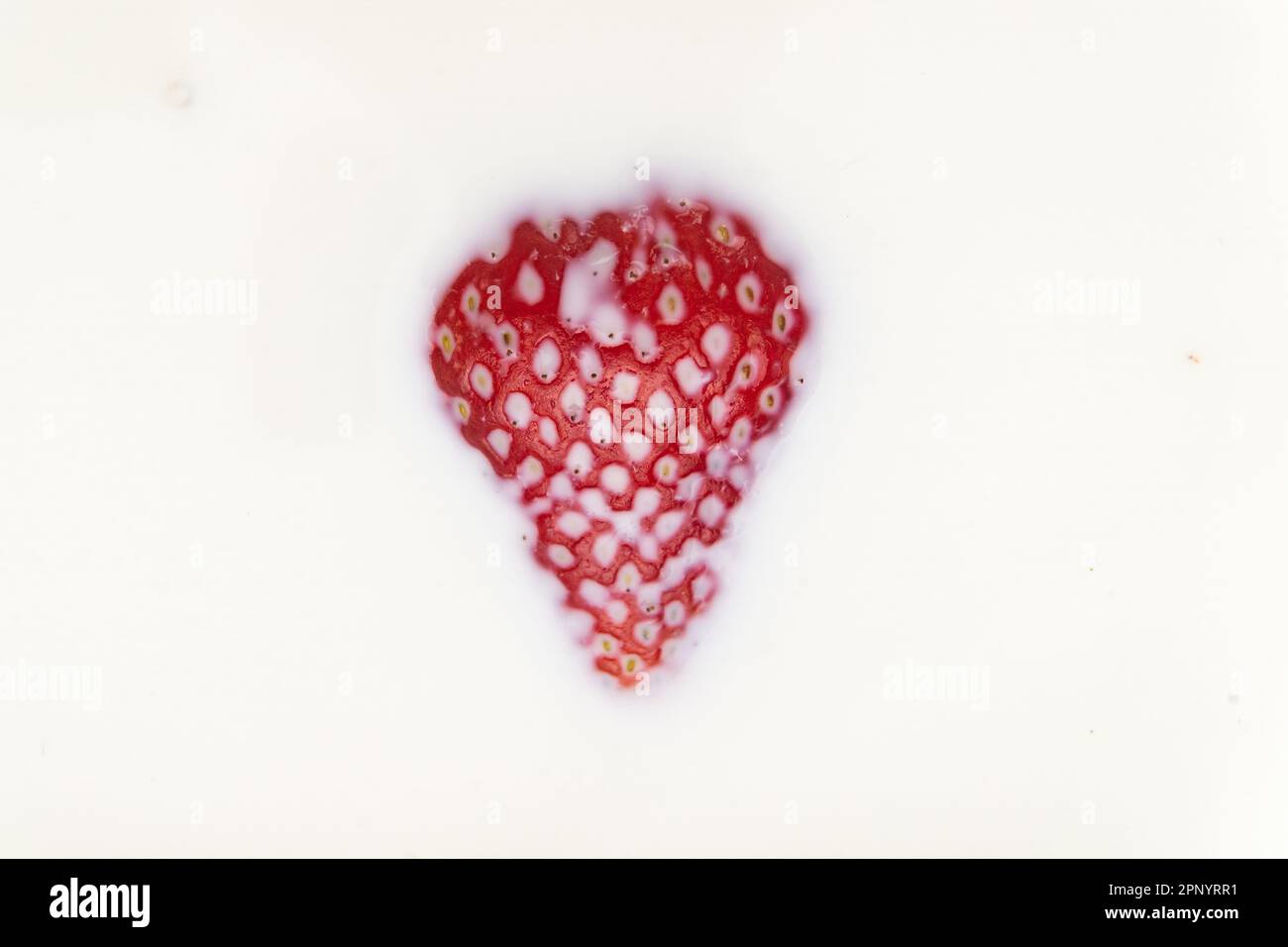 Strawberries are floating in milk. Highlighted on a white background ...
