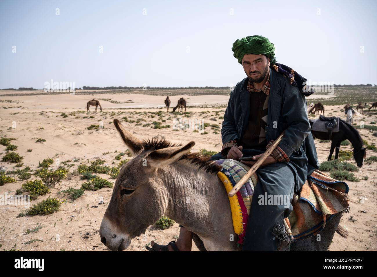 Following the camel hi-res stock photography and images - Alamy