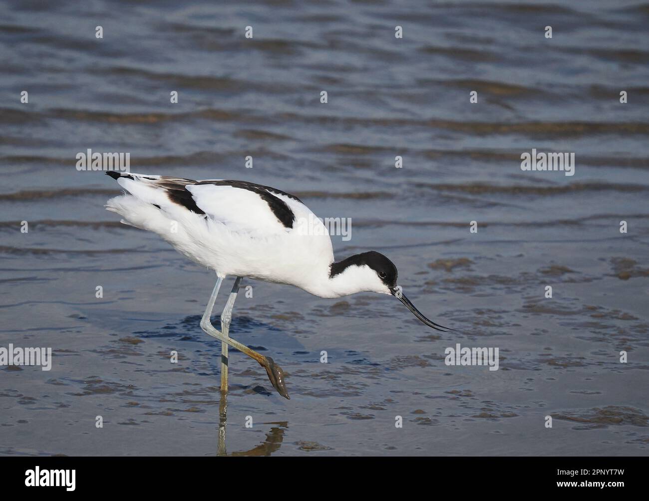 The avocet was a rare breeding bird in the UK a couple of decades ago ...