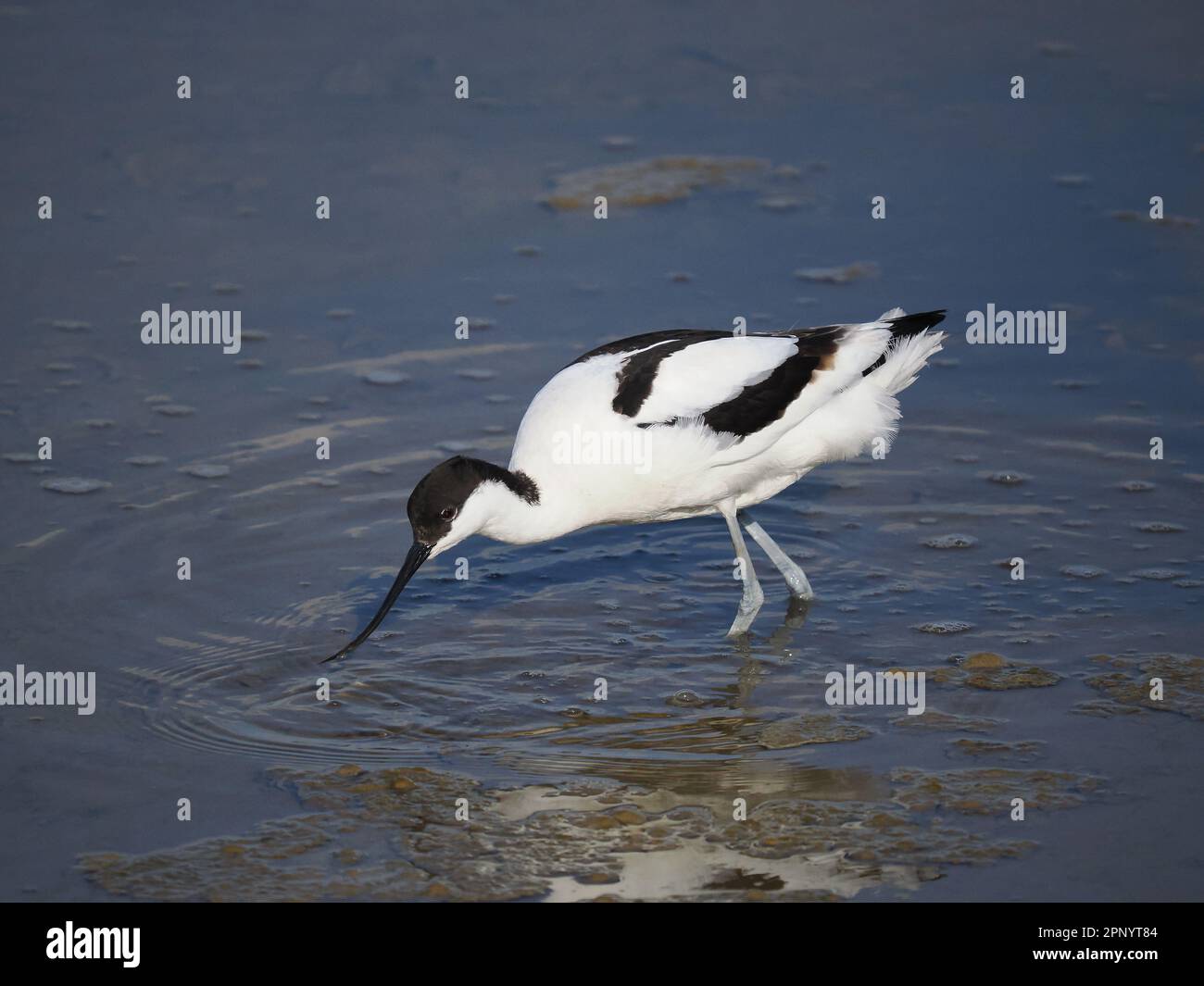 The avocet was a rare breeding bird in the UK a couple of decades ago ...