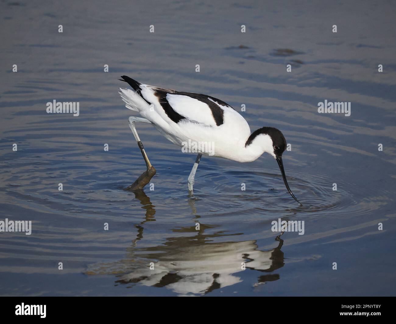 The avocet was a rare breeding bird in the UK a couple of decades ago ...