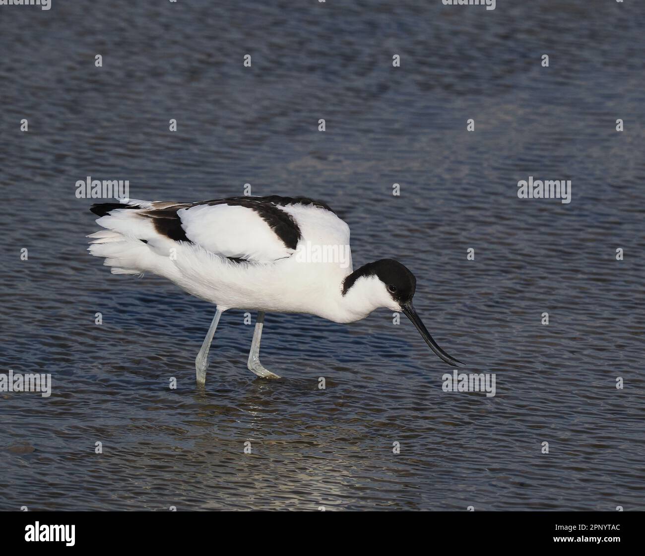 The avocet was a rare breeding bird in the UK a couple of decades ago ...