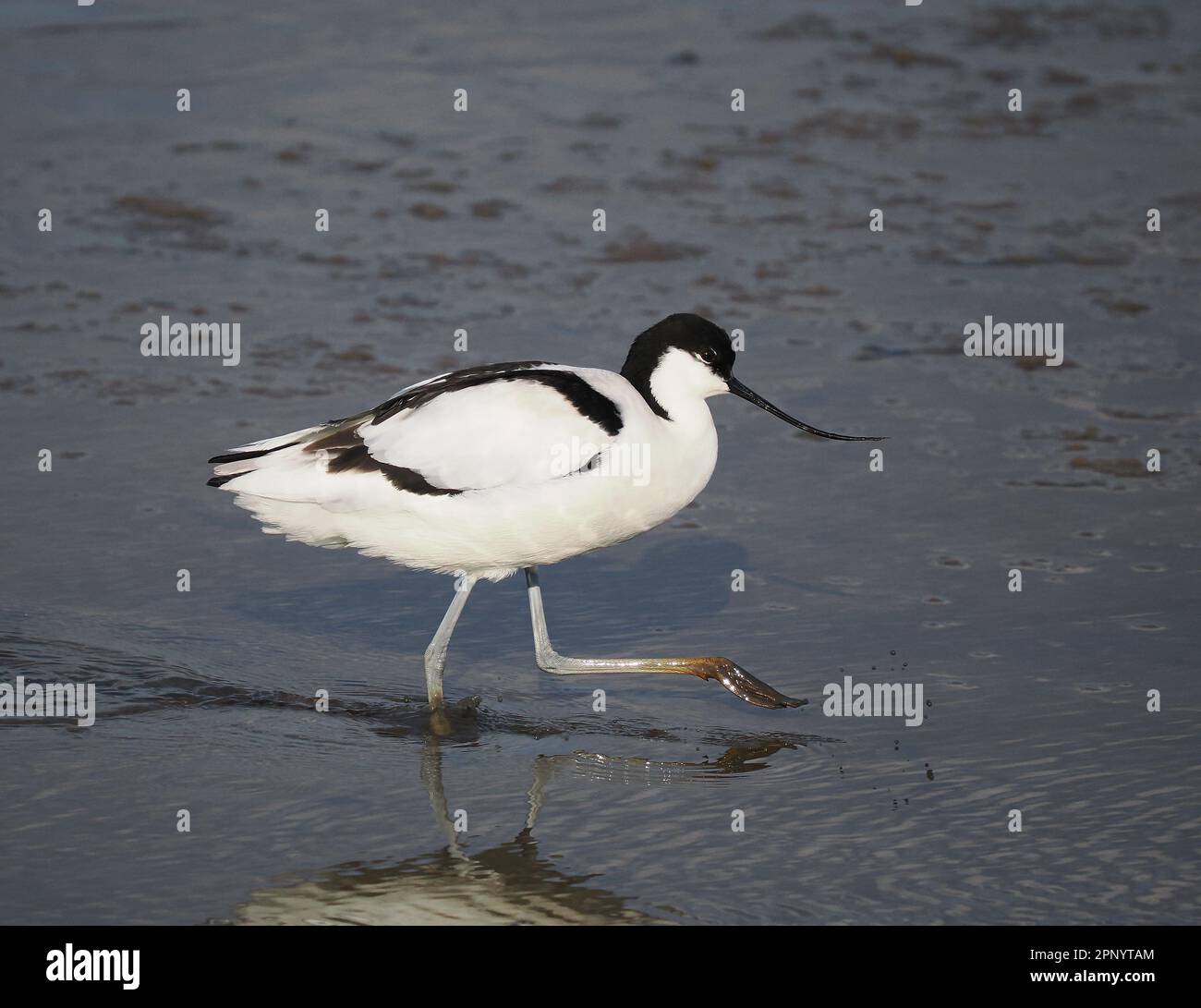 The avocet was a rare breeding bird in the UK a couple of decades ago ...