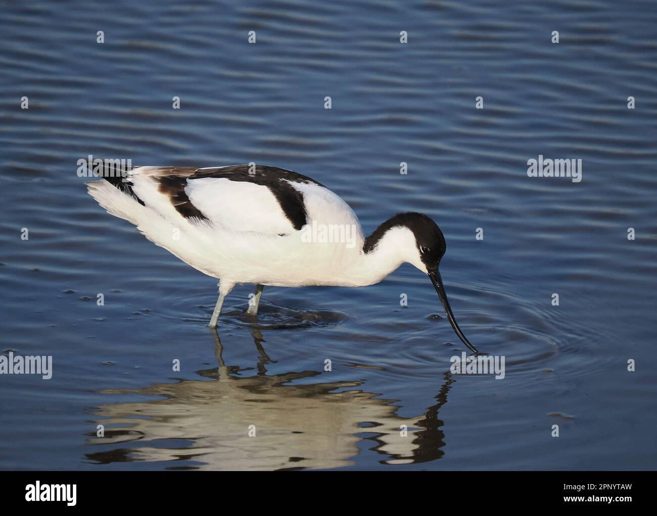The avocet was a rare breeding bird in the UK a couple of decades ago ...