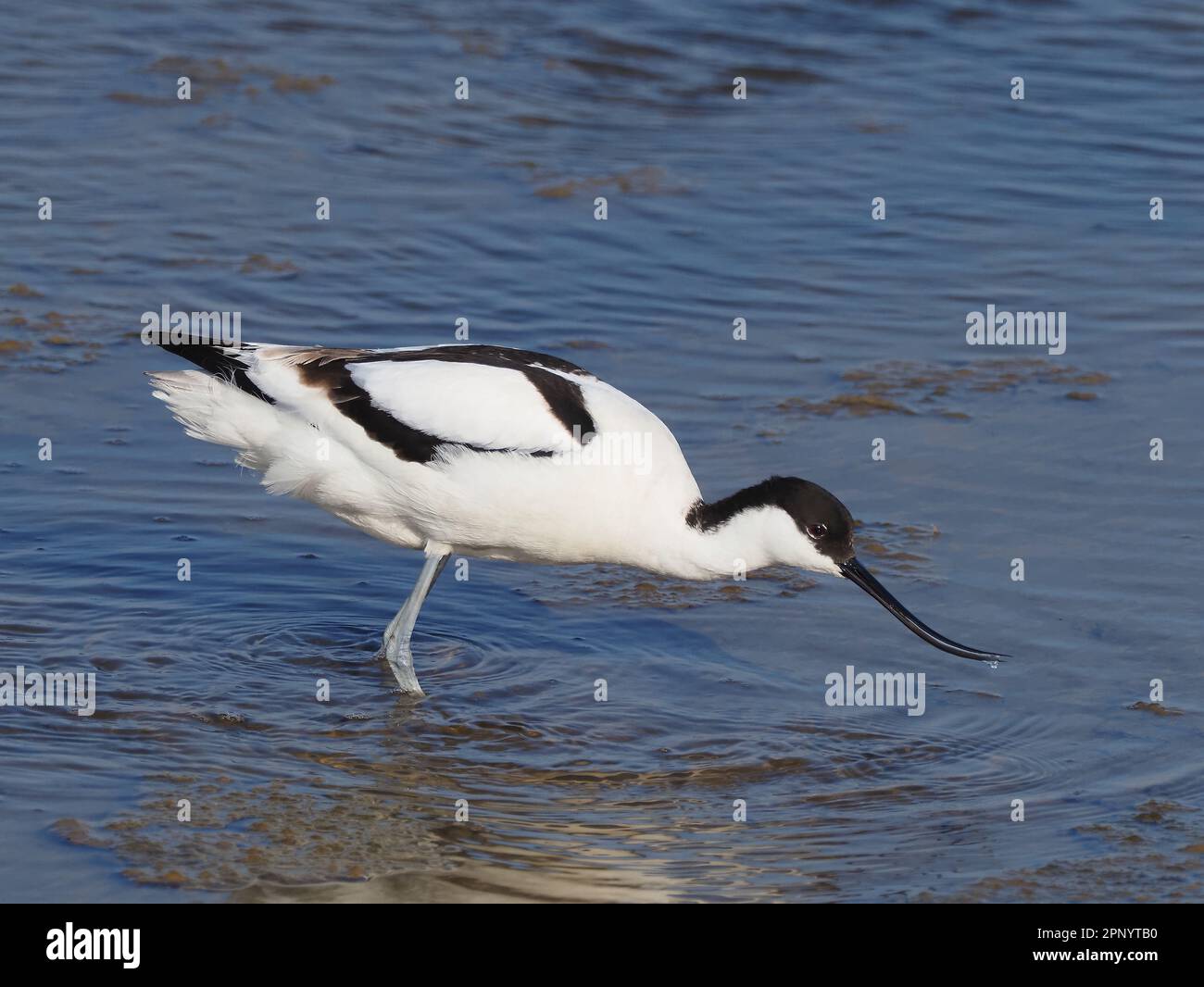 The avocet was a rare breeding bird in the UK a couple of decades ago ...