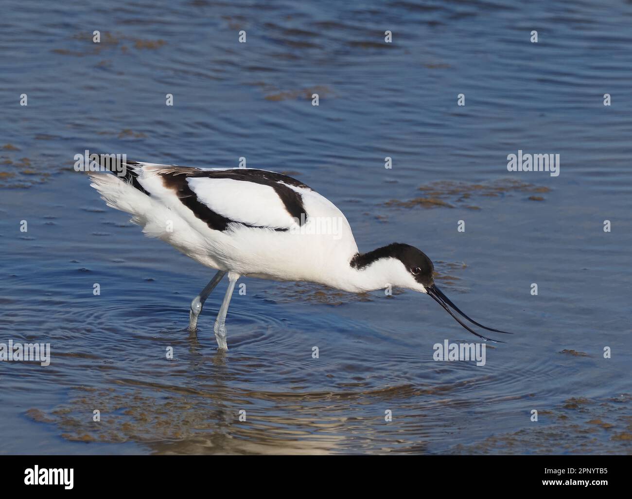 The avocet was a rare breeding bird in the UK a couple of decades ago ...