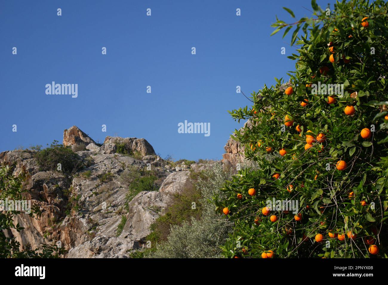 The protected Episkopi Rock, with an orange tree in front, Episkopi ...