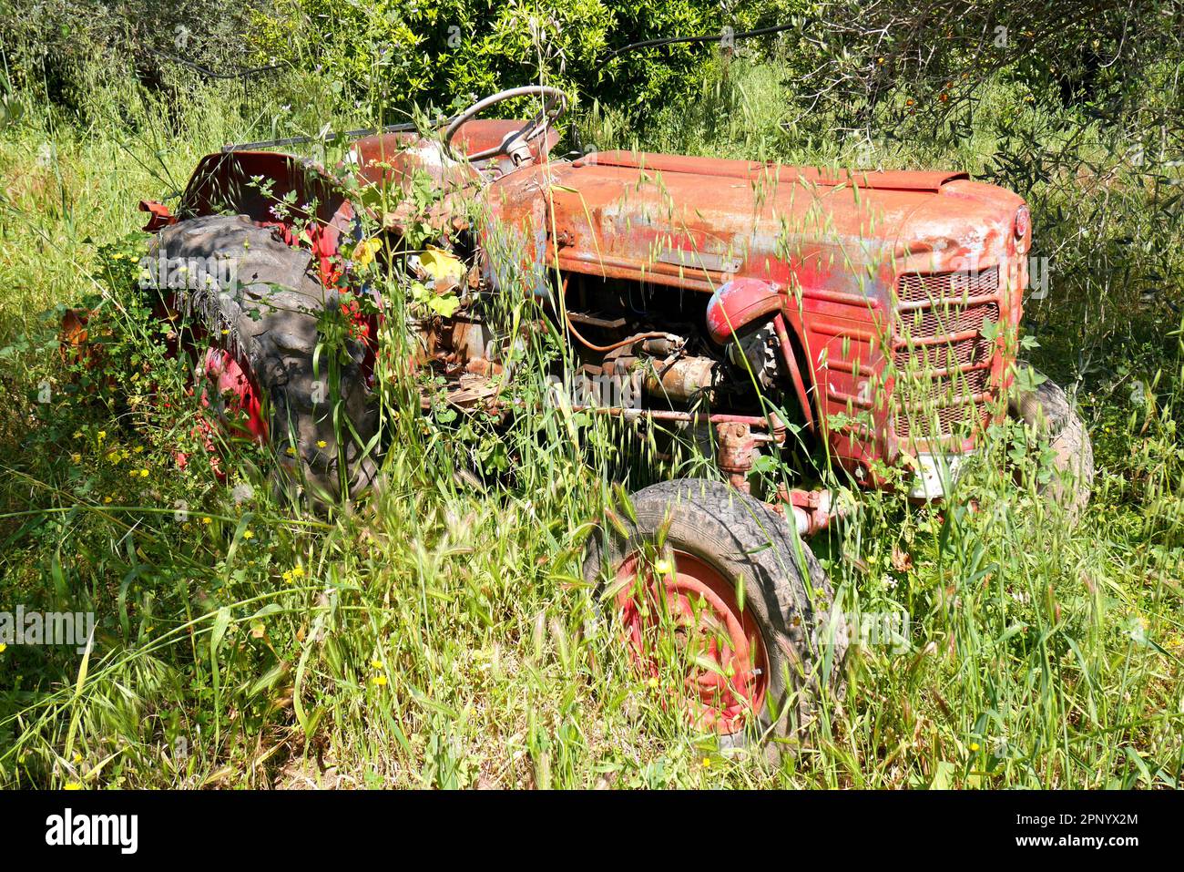 Old red Zetor tractor, manufactured in Czechoslovakia, overgrown with ...