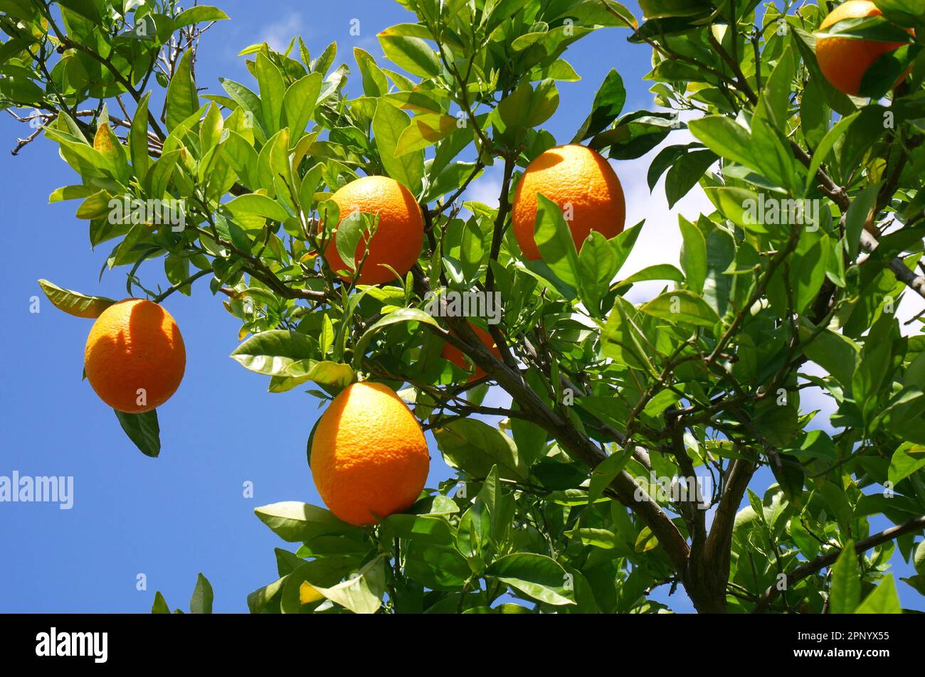 Cultivation of oranges hi-res stock photography and images - Alamy
