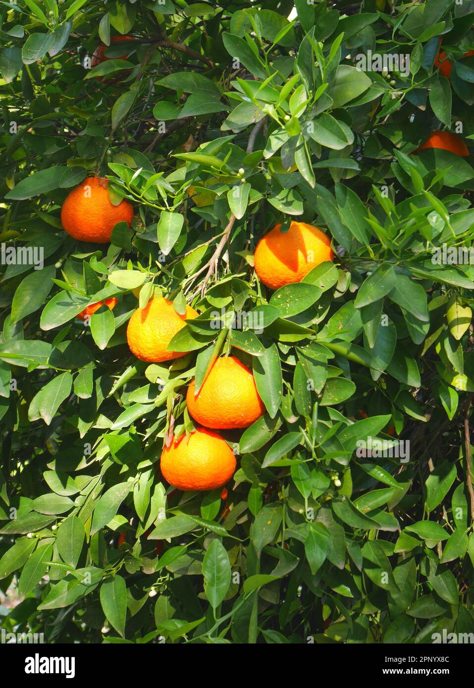 Oranges growing on a tree in Episkopi near Pafos, Republic of Cyprus ...