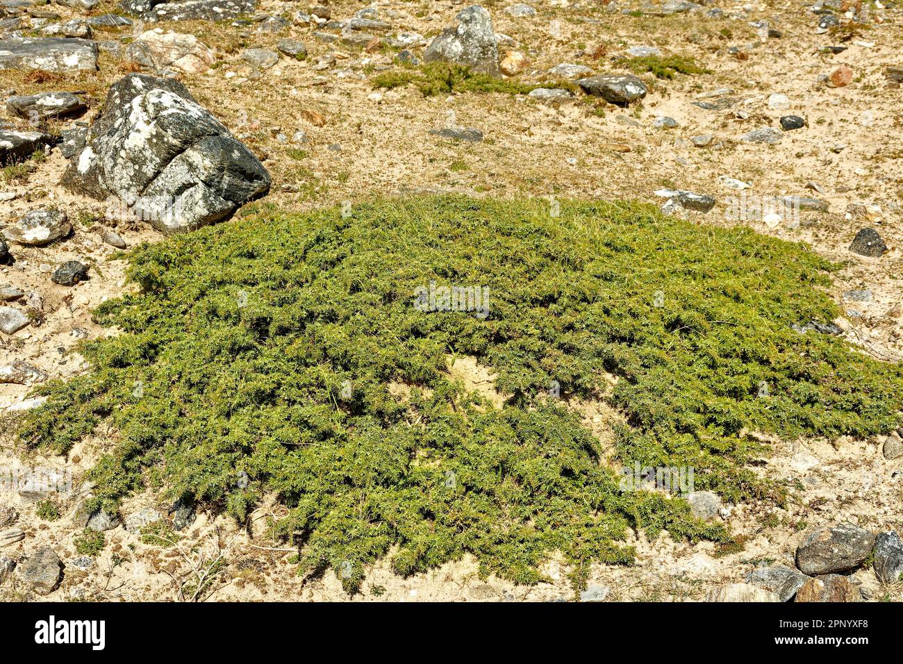 Prostrate juniper (Juniperus communis ssp. nana) growing on sand on the ...