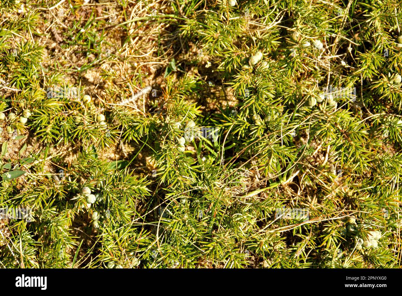 Prostrate juniper (Juniperus communis ssp. nana) with berries growing ...