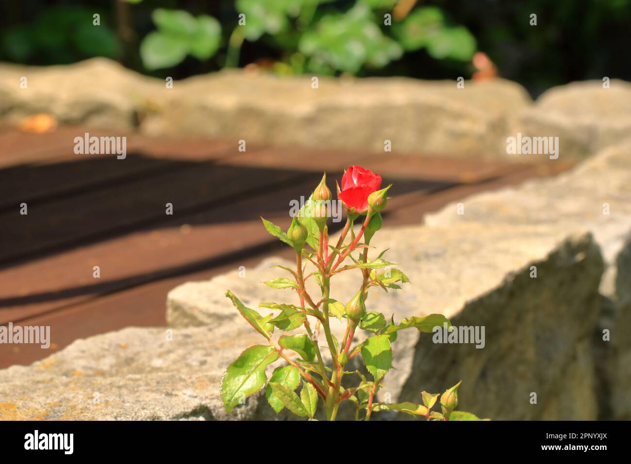 White and red color Rose flowers in the garden Stock Photo - Alamy