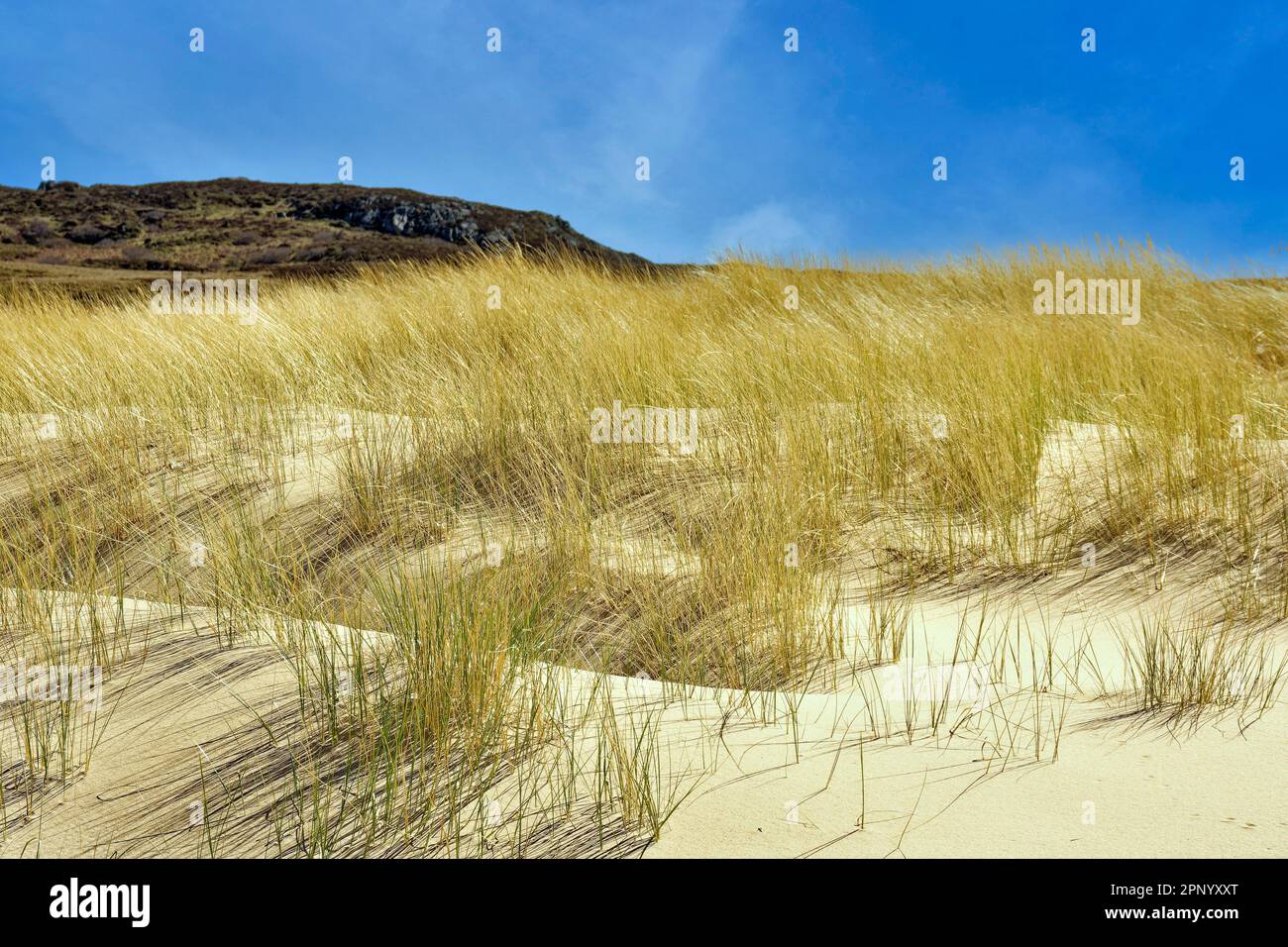 Torrisdale Bay Sutherland Scotland blue sky and Marram grass Ammophila ...