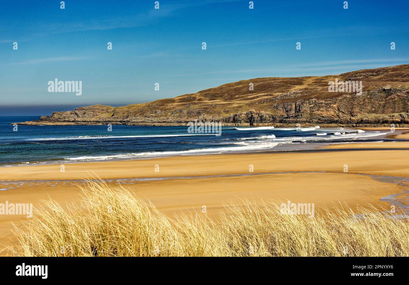 Torrisdale Bay Sutherland Scotland blue sky and Marram grass Ammophila ...