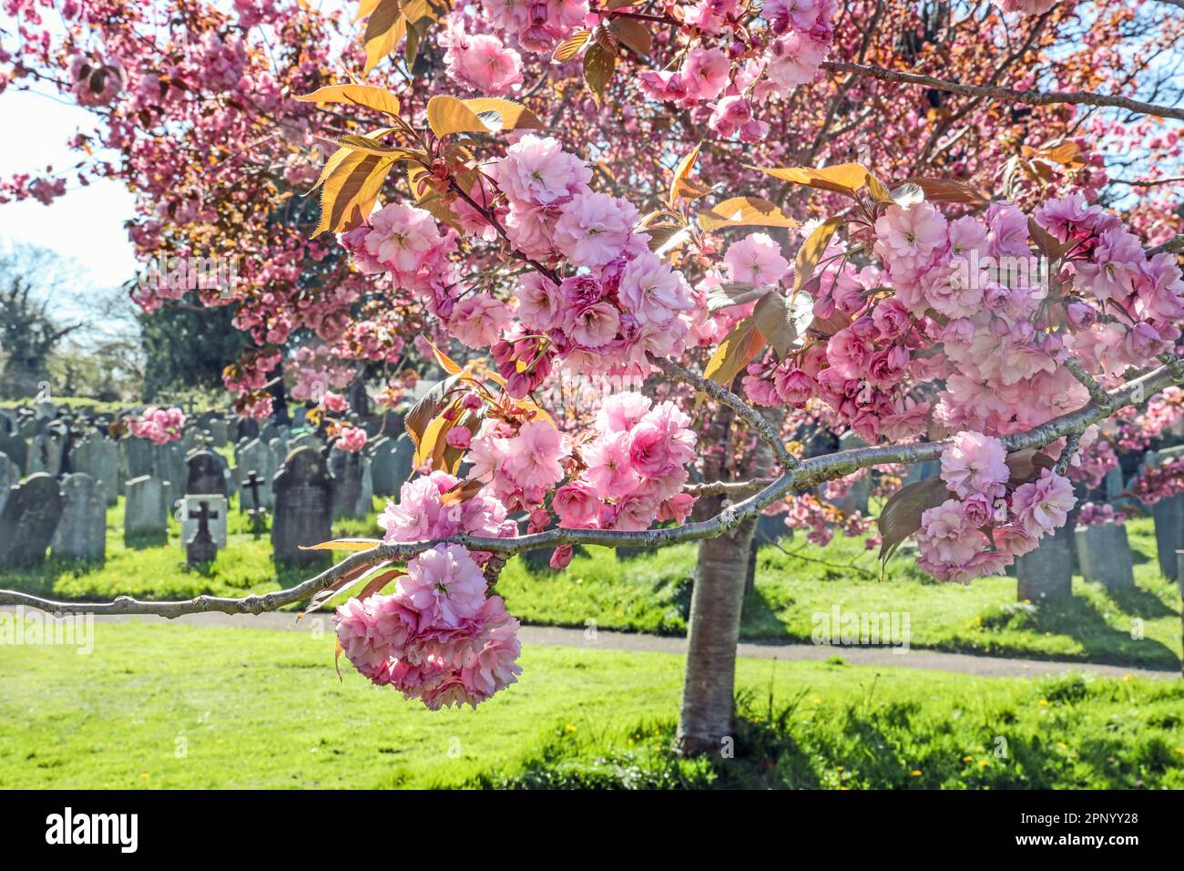Cherry blossom tree in graveyard hi-res stock photography and images ...
