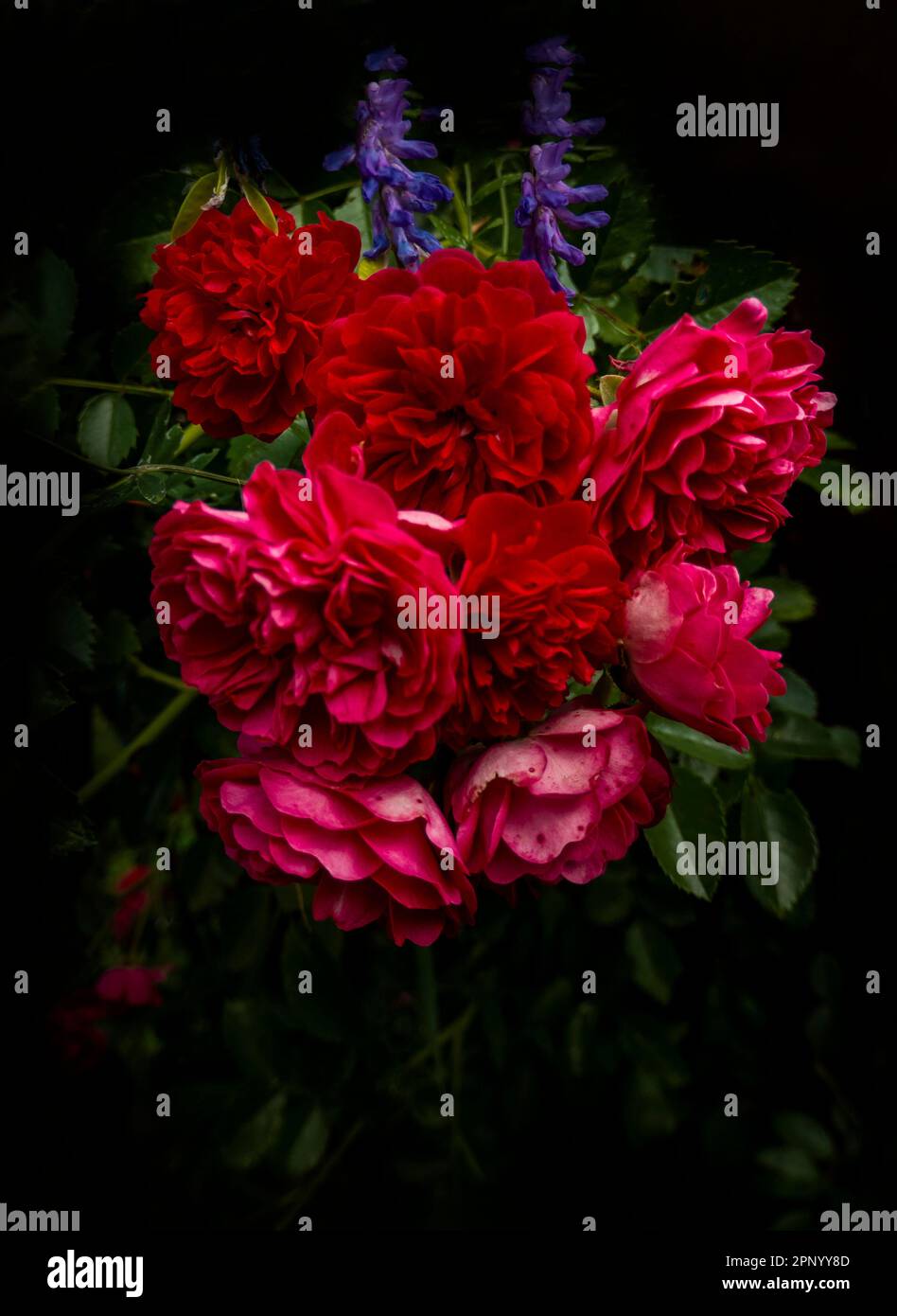 Beautiful roses on dark background. Lush bush of pink roses with dark ...