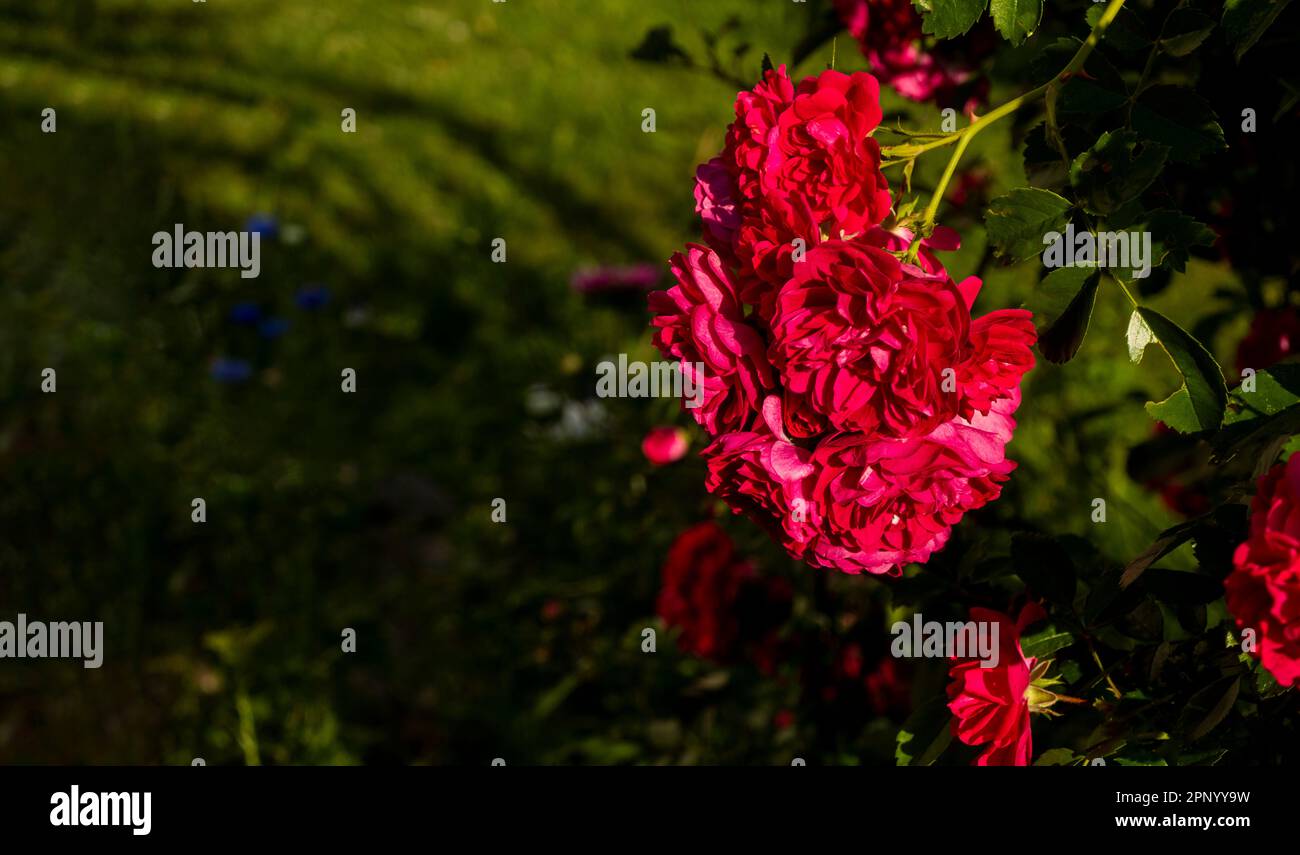 Beautiful roses on dark background. Lush bush of pink roses with dark ...
