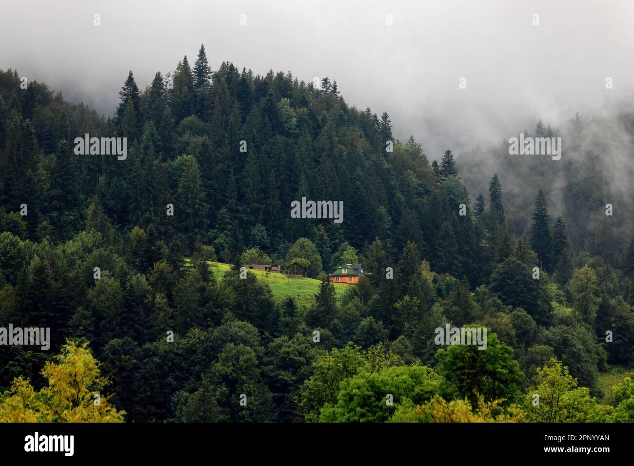 Captivating forest hi-res stock photography and images - Alamy