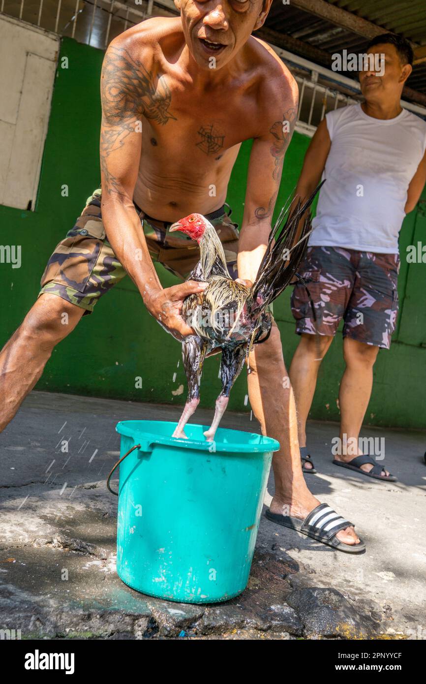 Prize chicken being readyed fto show in Old Manila (Intramuros ...