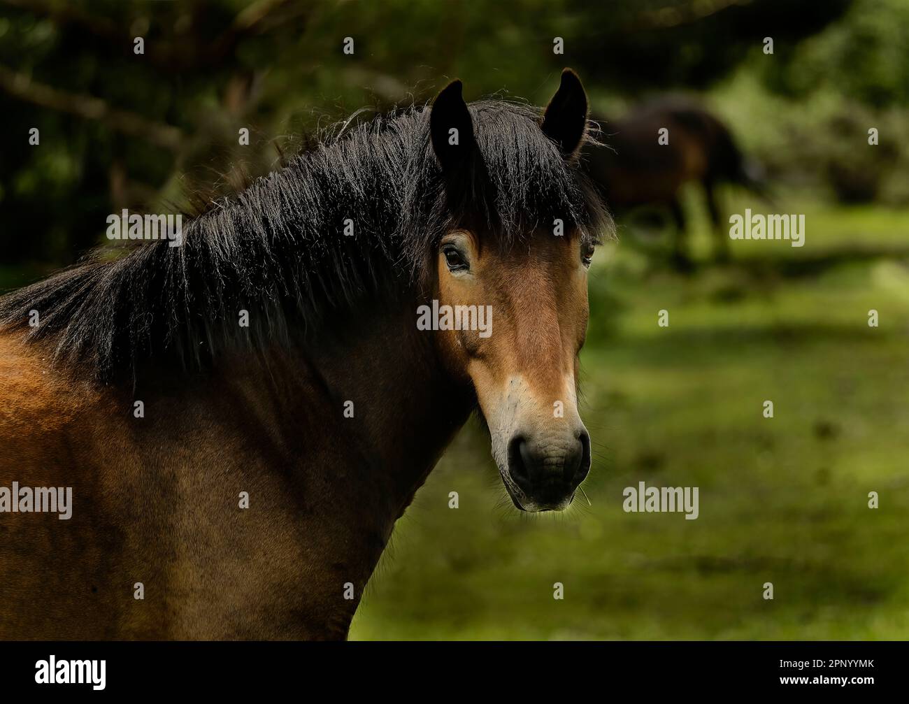 Wild horses at Sutton Park Uk Stock Photo - Alamy