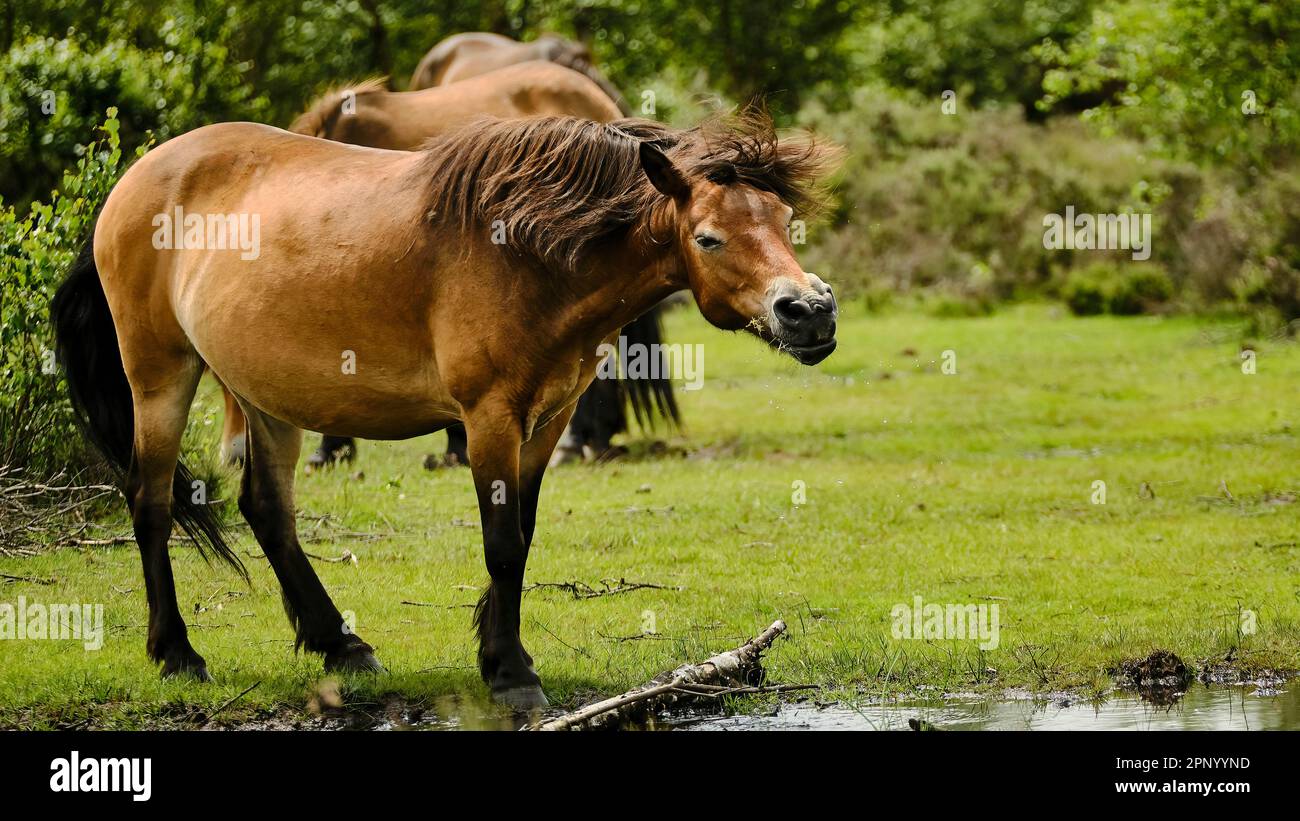 Wild horses at Sutton Park Uk Stock Photo - Alamy
