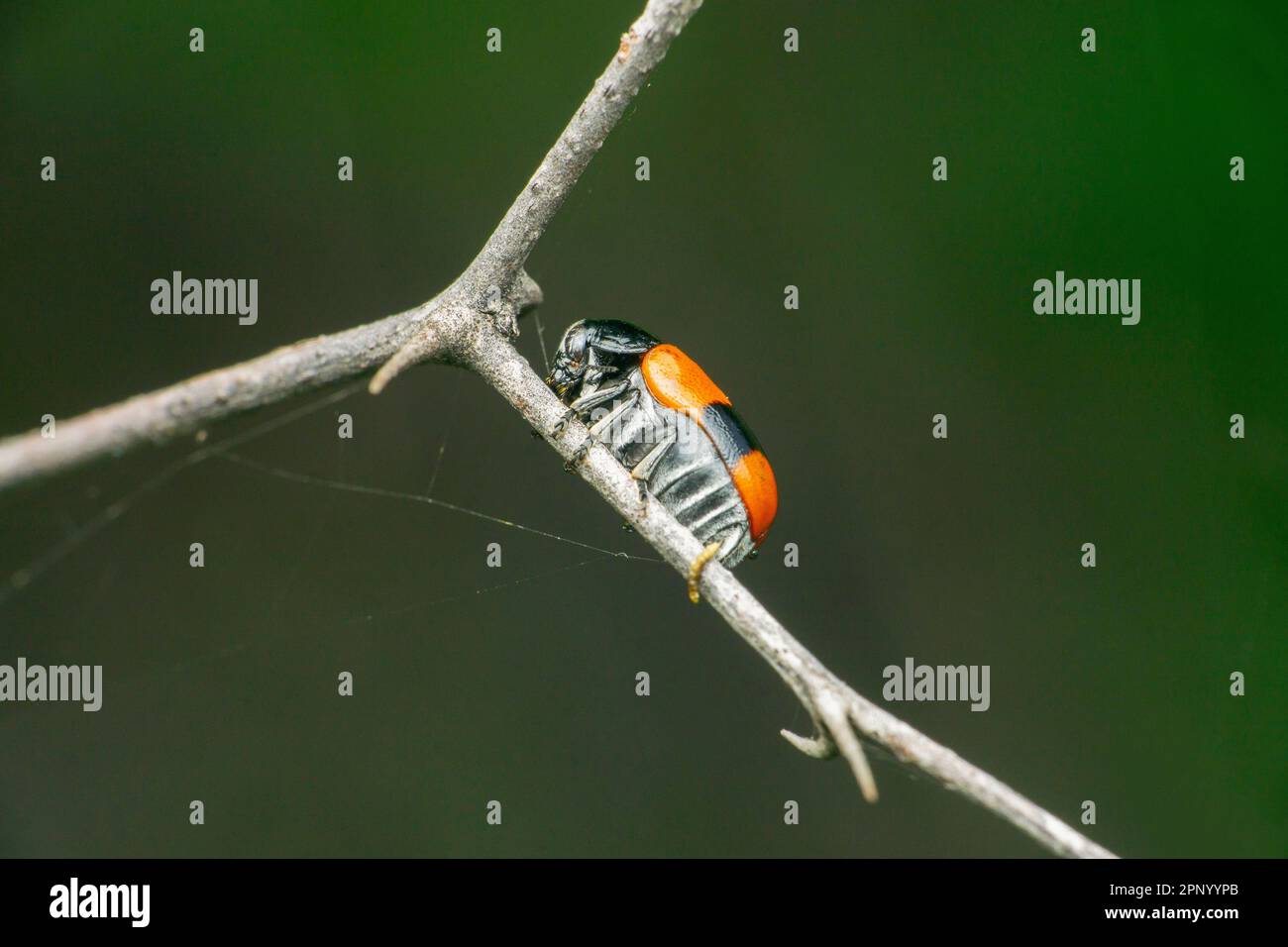 Black and red beetle species, Coleoptera, Satara, Maharashtra, India ...