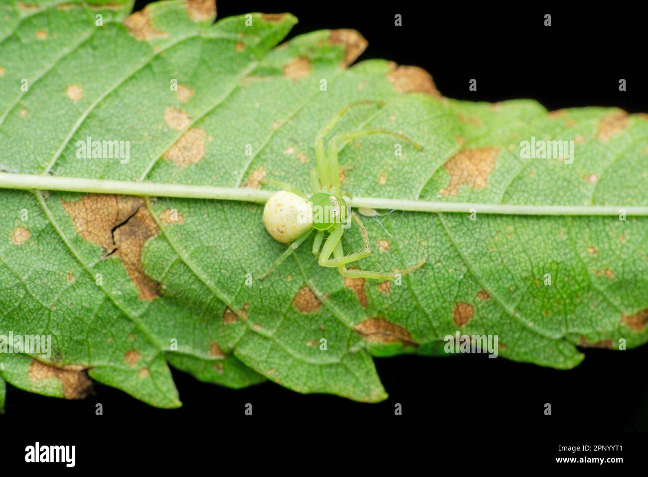 Classification of spider species hi-res stock photography and images ...