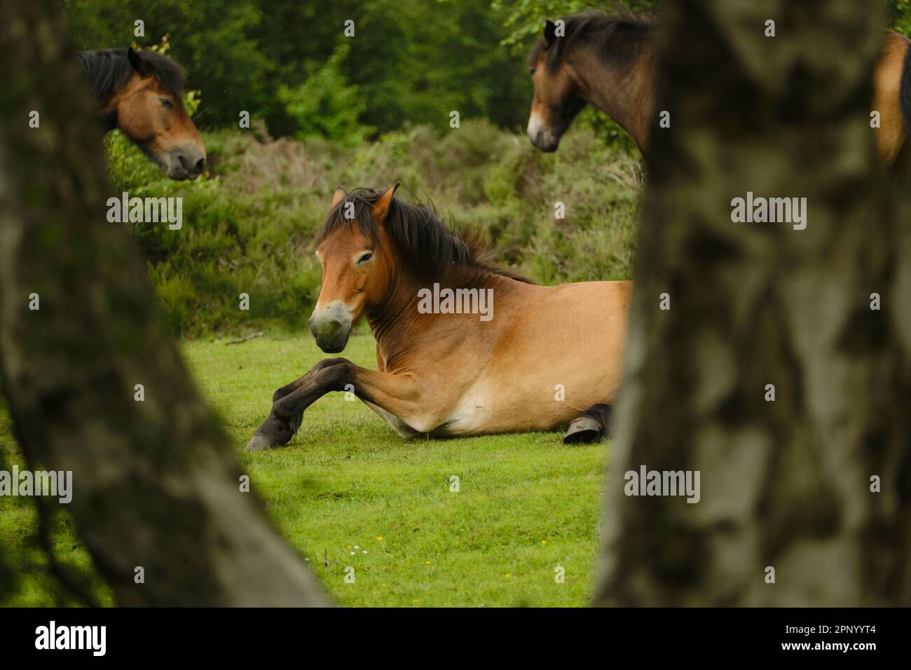 Wild horses at Sutton Park Uk Stock Photo - Alamy