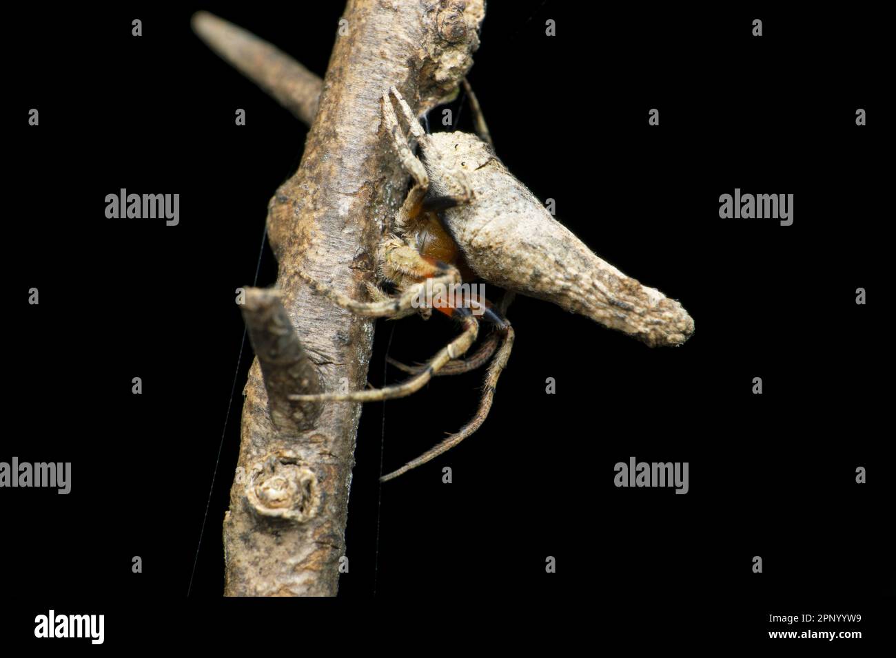 Spider taxonomy spider silk spider web hi-res stock photography and ...