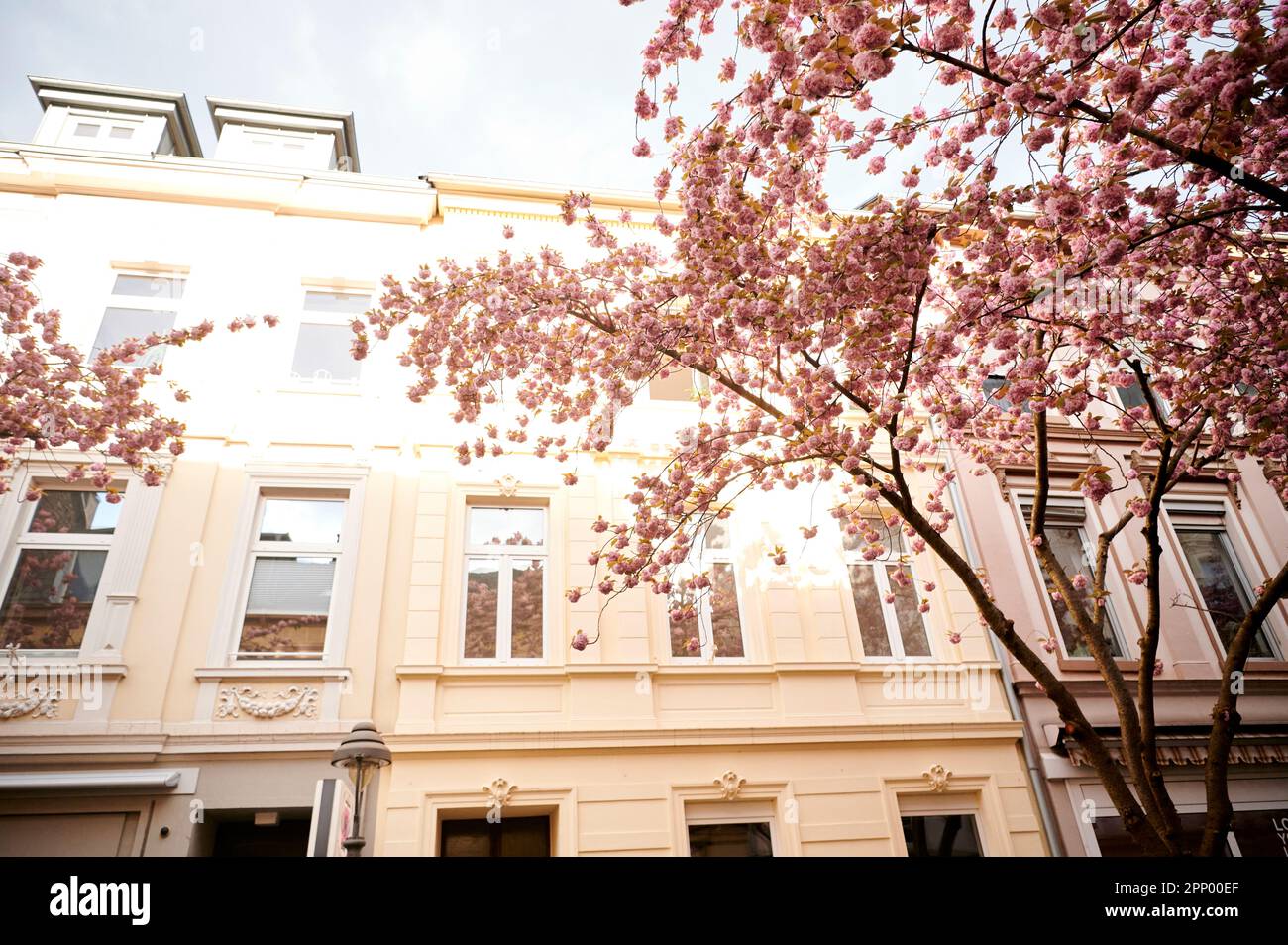 Sunset time. A cherry tree branch at cherryblossom in Bonn Stock Photo ...