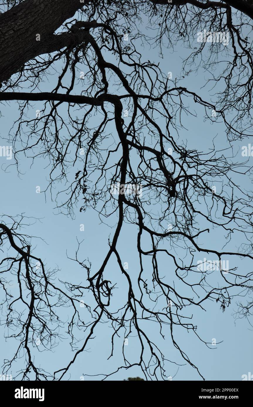 Sky through the branches Stock Photo - Alamy
