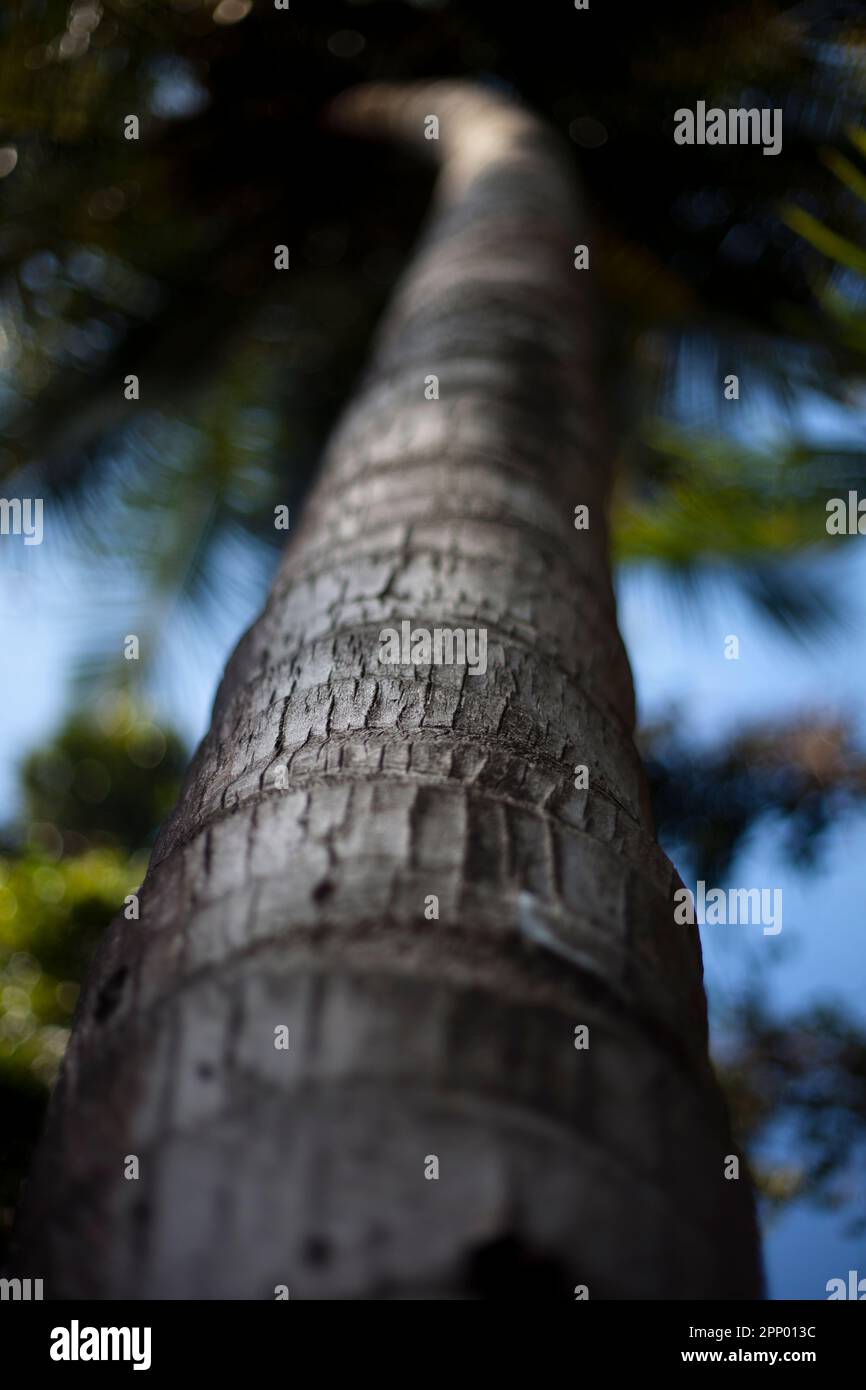 The curvy stem of a Coconut tree Stock Photo - Alamy