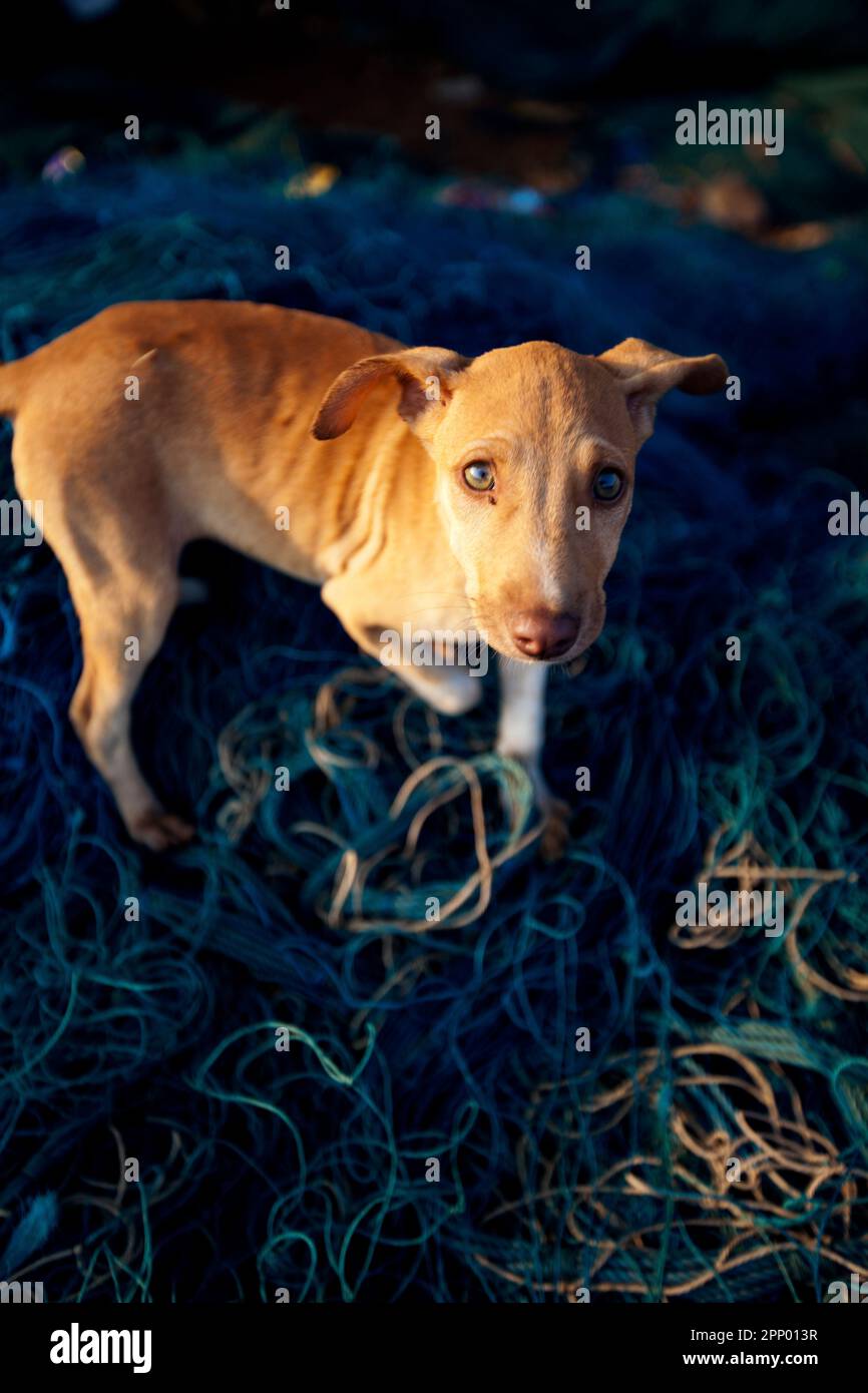 Dog playing in a fishing net Stock Photo - Alamy