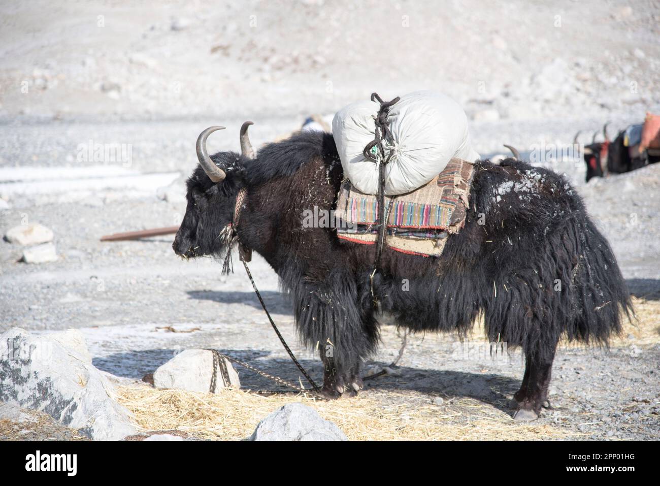 A yak stands in a rocky landscape with a saddlebag and saddle on its ...